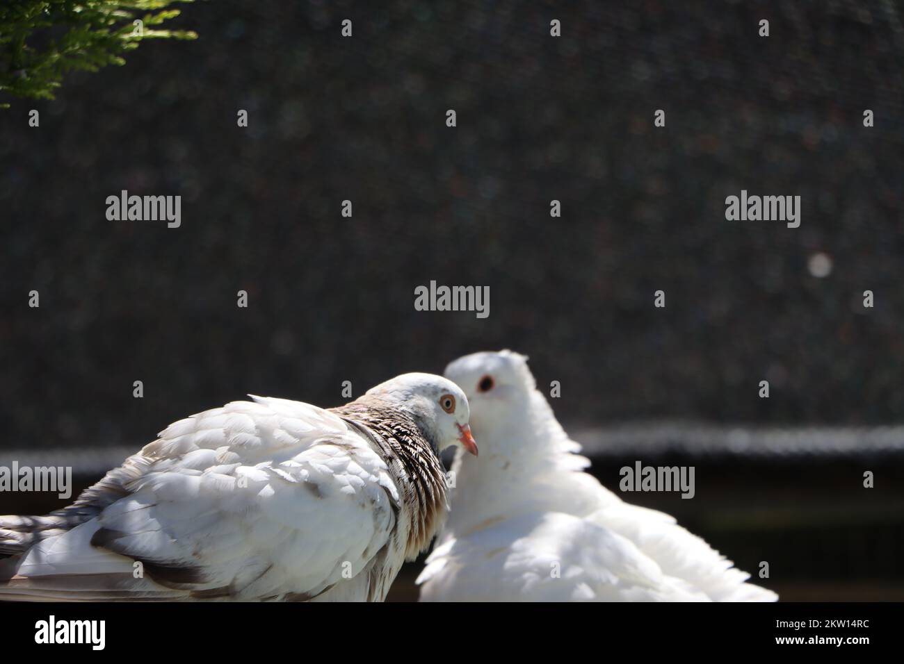 Tauben als boten -Fotos und -Bildmaterial in hoher Auflösung – Alamy