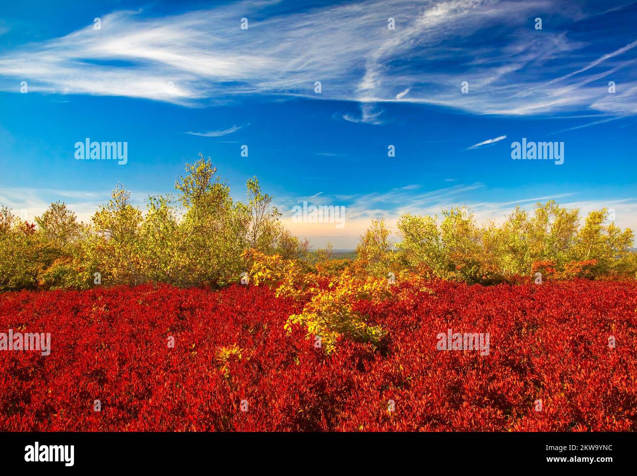 Black huckleberry -Fotos und -Bildmaterial in hoher Auflösung – Alamy