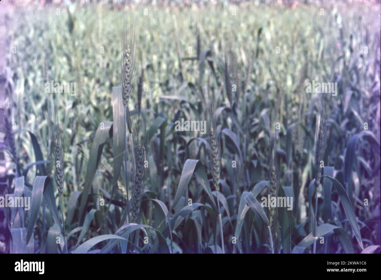 Am weitesten verbreitet ist weichweizen -Fotos und -Bildmaterial in ...