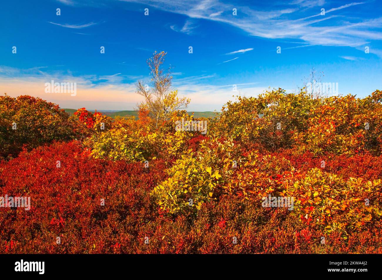 Black huckleberry -Fotos und -Bildmaterial in hoher Auflösung – Alamy