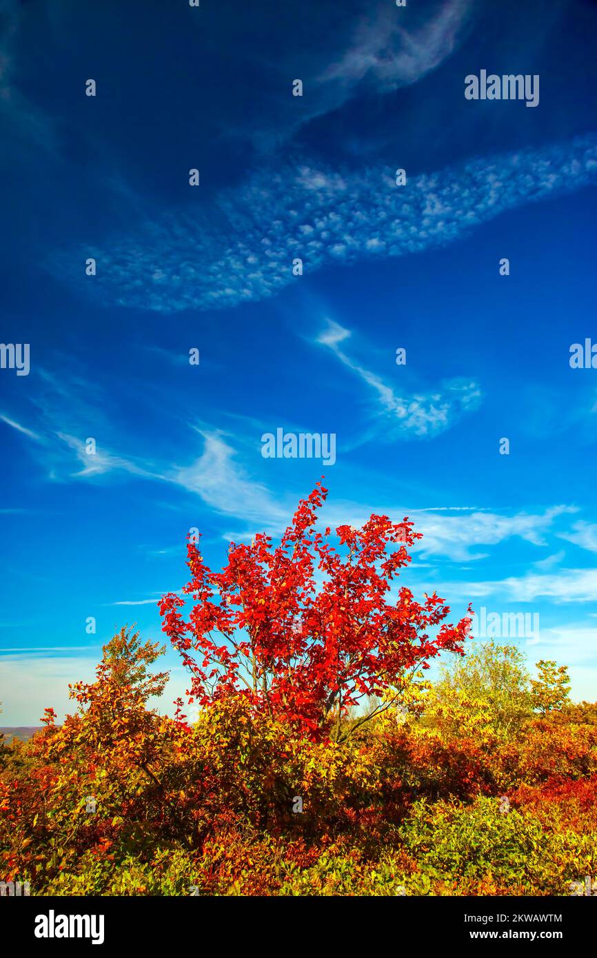 Berg ahorn -Fotos und -Bildmaterial in hoher Auflösung – Alamy