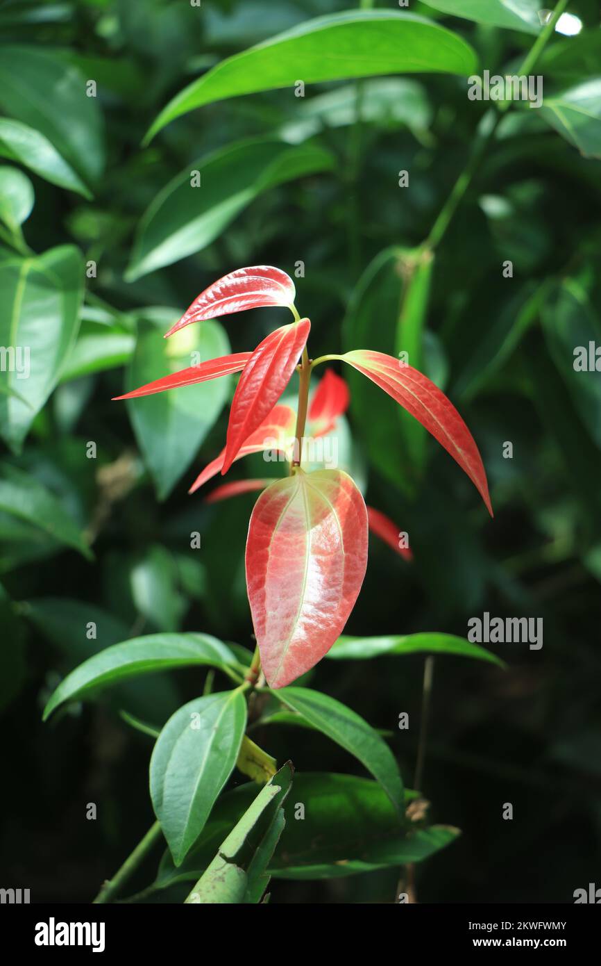Ceylon cinnamon tree -Fotos und -Bildmaterial in hoher Auflösung – Alamy