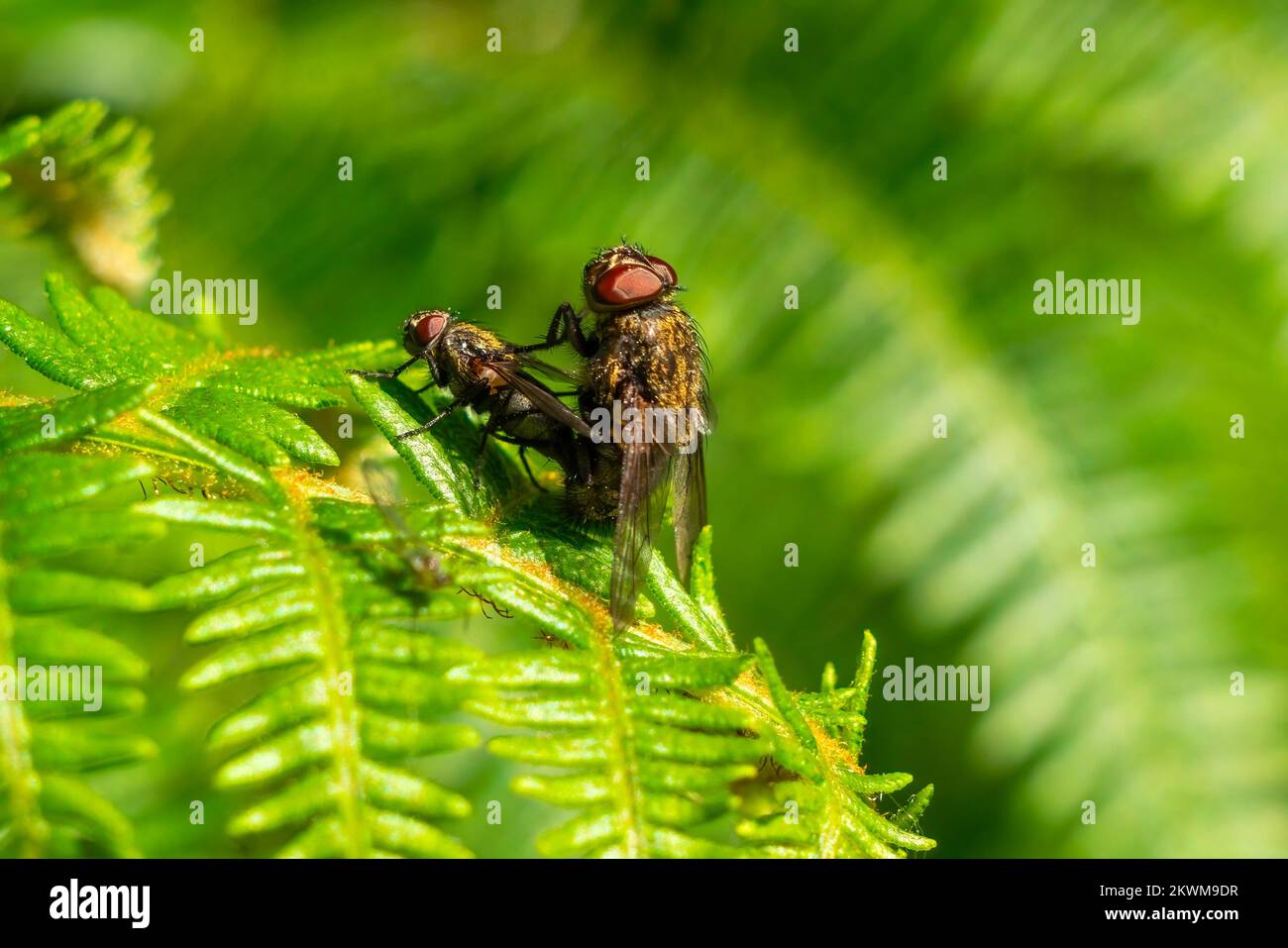 Strauchfliegen, die sich der Gattung Pollenia paaren, eine im ...