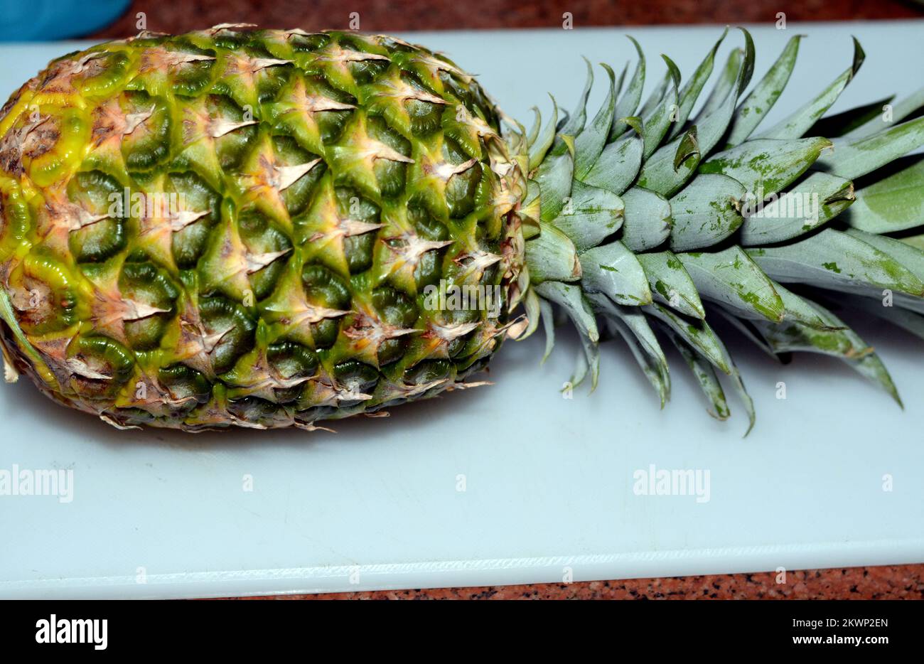 Die Ananas (Ananas comosus), eine tropische Pflanze mit einer essbaren ...