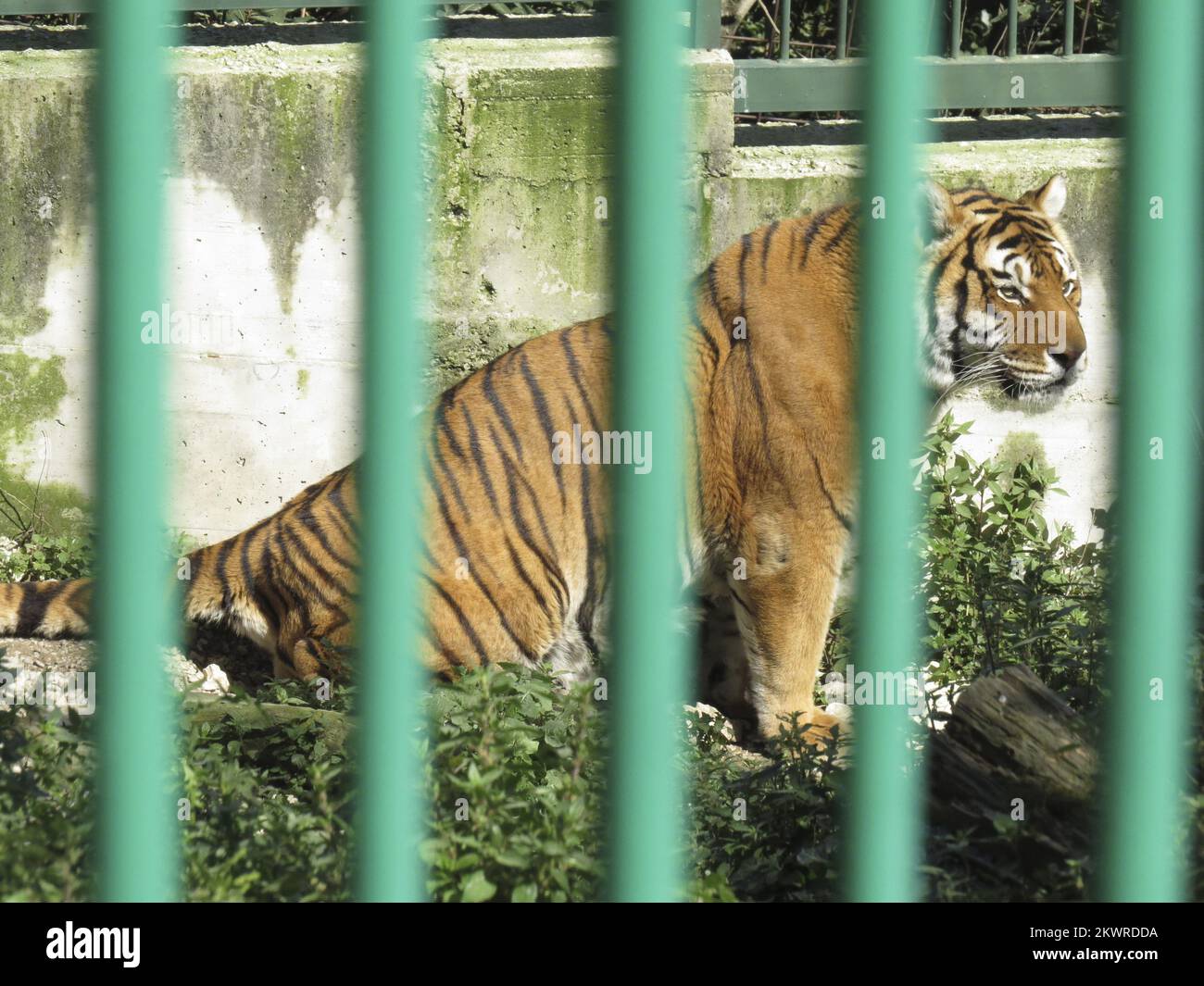 17.03.2014., Split, Kroatien - der Zoo von Split wird nach Beschwerden ...