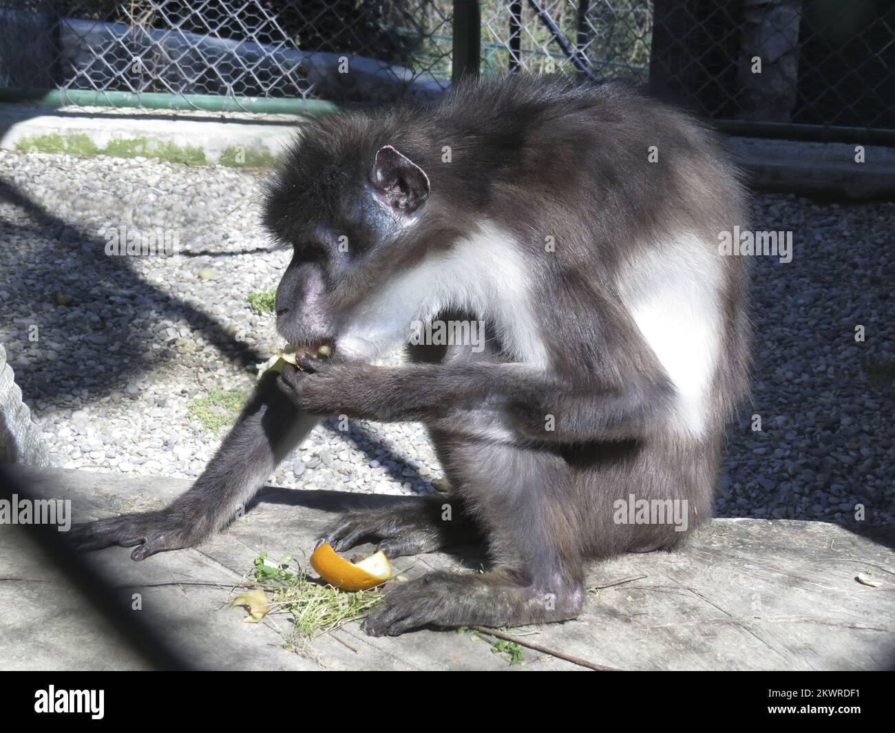 17.03.2014., Split, Kroatien - der Zoo von Split wird nach Beschwerden ...