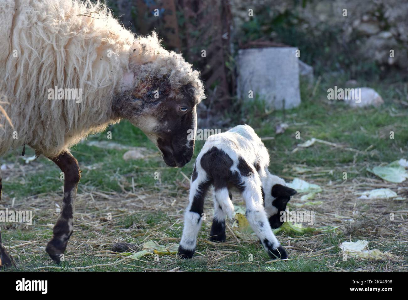 12.01.2018., Kroatien, Kastel Zegarski - Schafe schafften es, den ...