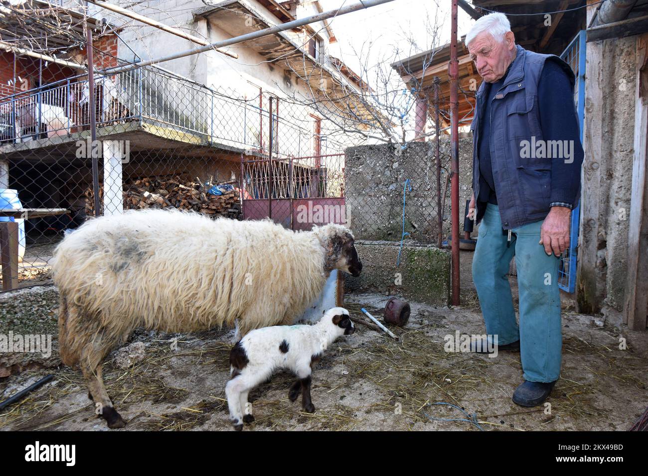 12.01.2018., Kroatien, Kastel Zegarski - Schafe schafften es, den ...