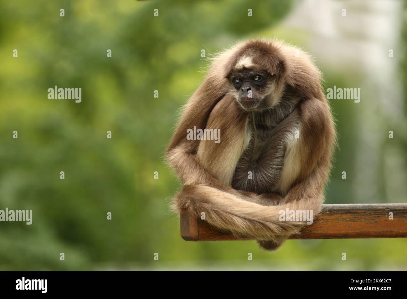 Goldstirnklammeraffe -Fotos und -Bildmaterial in hoher Auflösung – Alamy