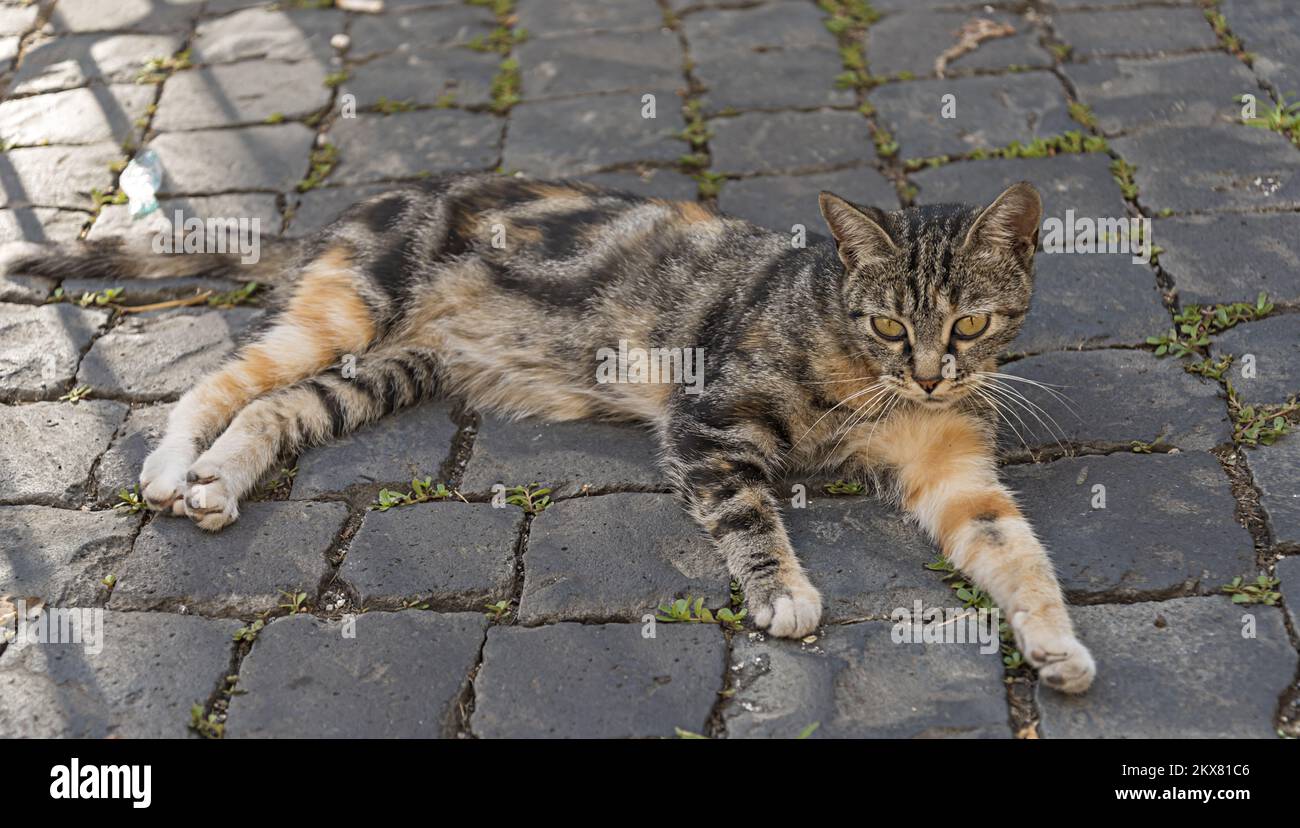 Gatto seduto -Fotos und -Bildmaterial in hoher Auflösung – Alamy