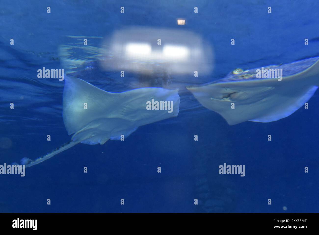03.02.2020., Pula, Kroatien - Aquarium Pula hat eine neue Attraktion ...