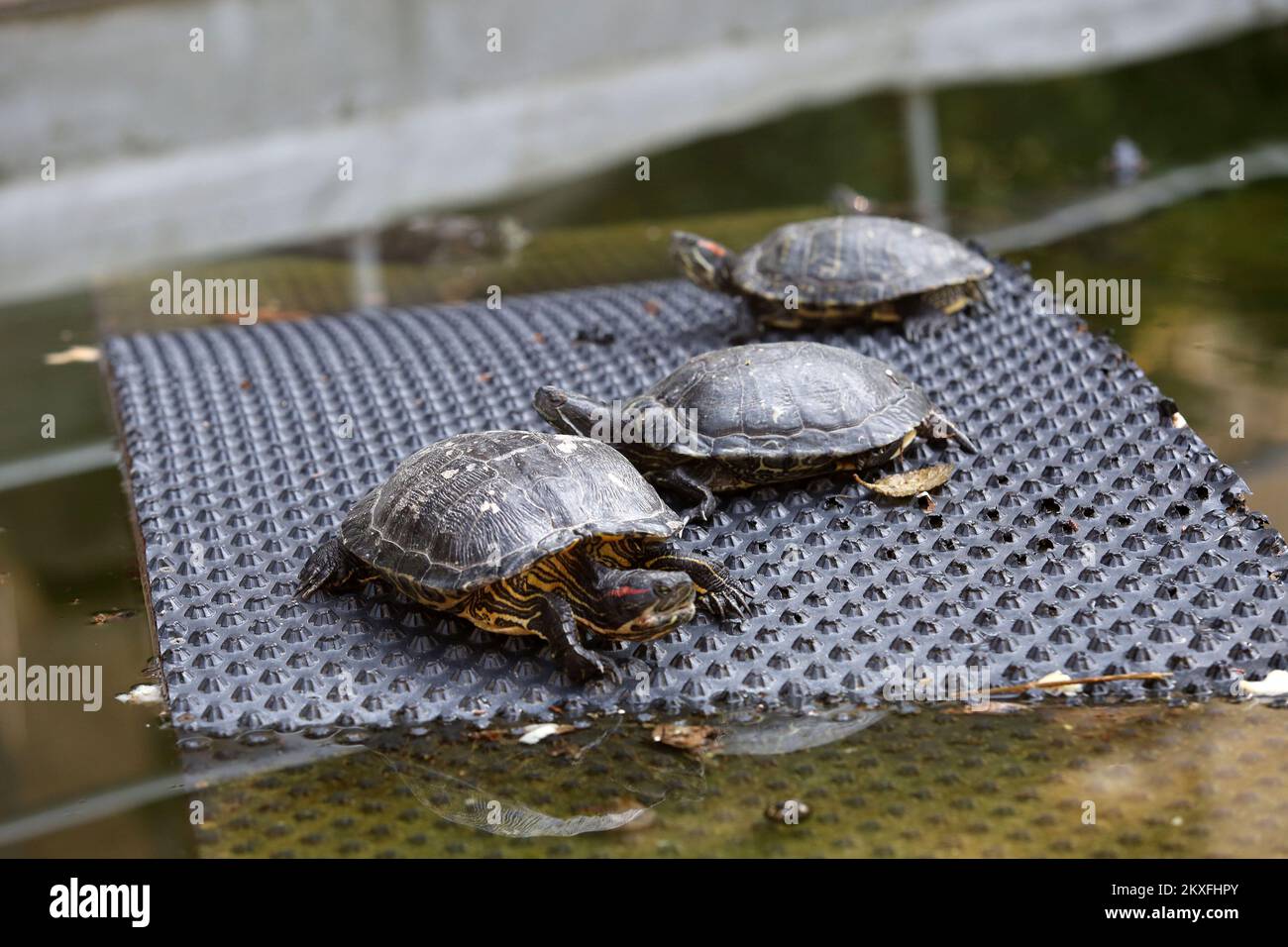 25.04.2020., Kroatien, Rijeka - etwa 30 Wasserschildkröten leben in ...