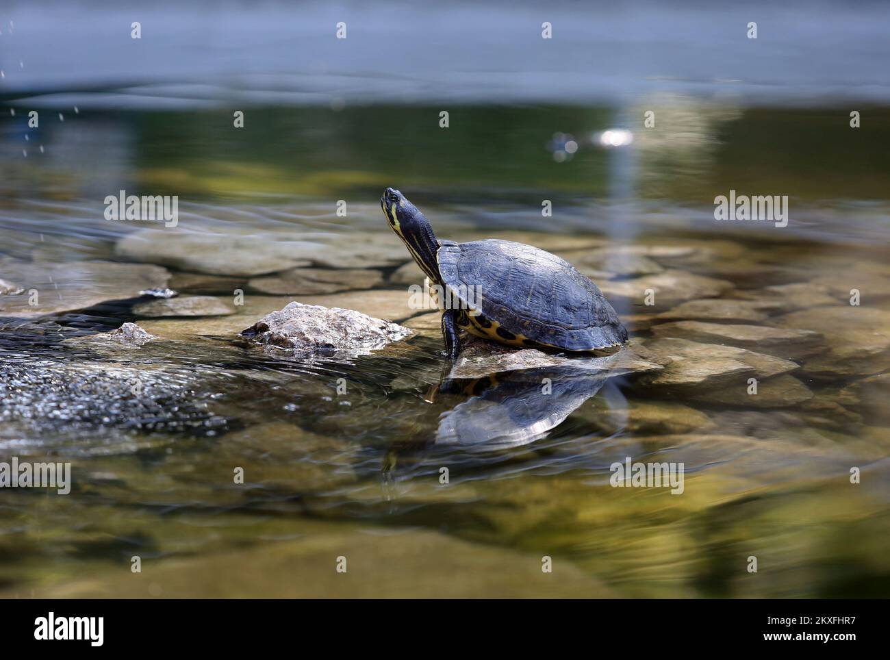 25.04.2020., Kroatien, Rijeka - etwa 30 Wasserschildkröten leben in ...