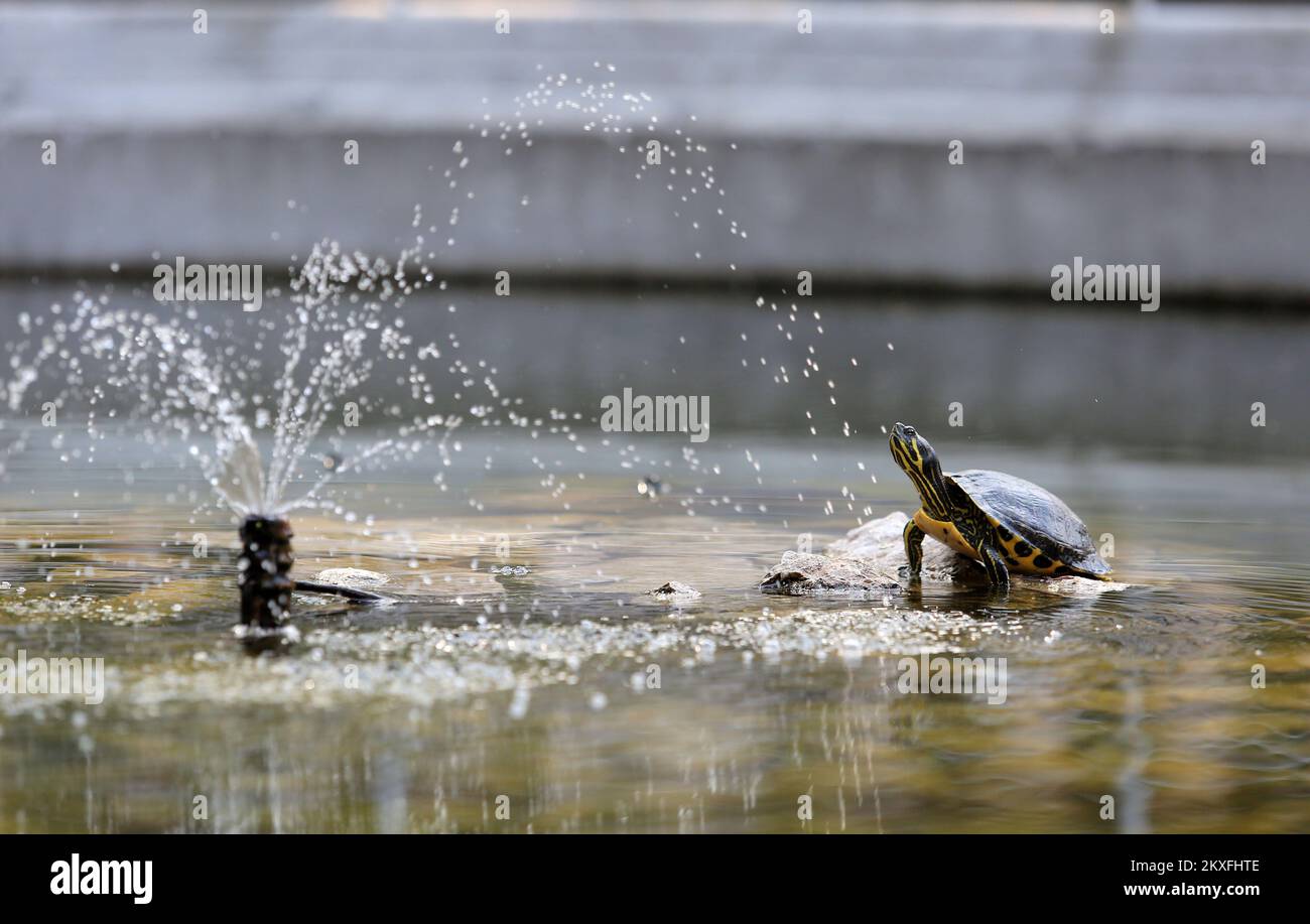 25.04.2020., Kroatien, Rijeka - etwa 30 Wasserschildkröten leben in ...