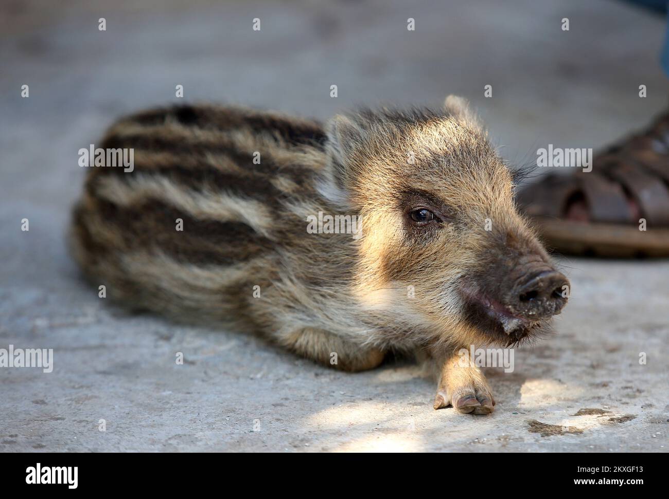 Pepi garten -Fotos und -Bildmaterial in hoher Auflösung – Alamy