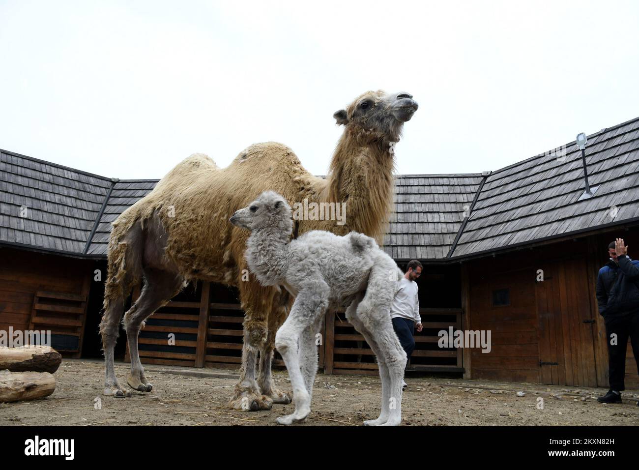 Kamel Dina mit ihrem ersten Kind im privaten ZOO „Kroatische Sahara“ in ...
