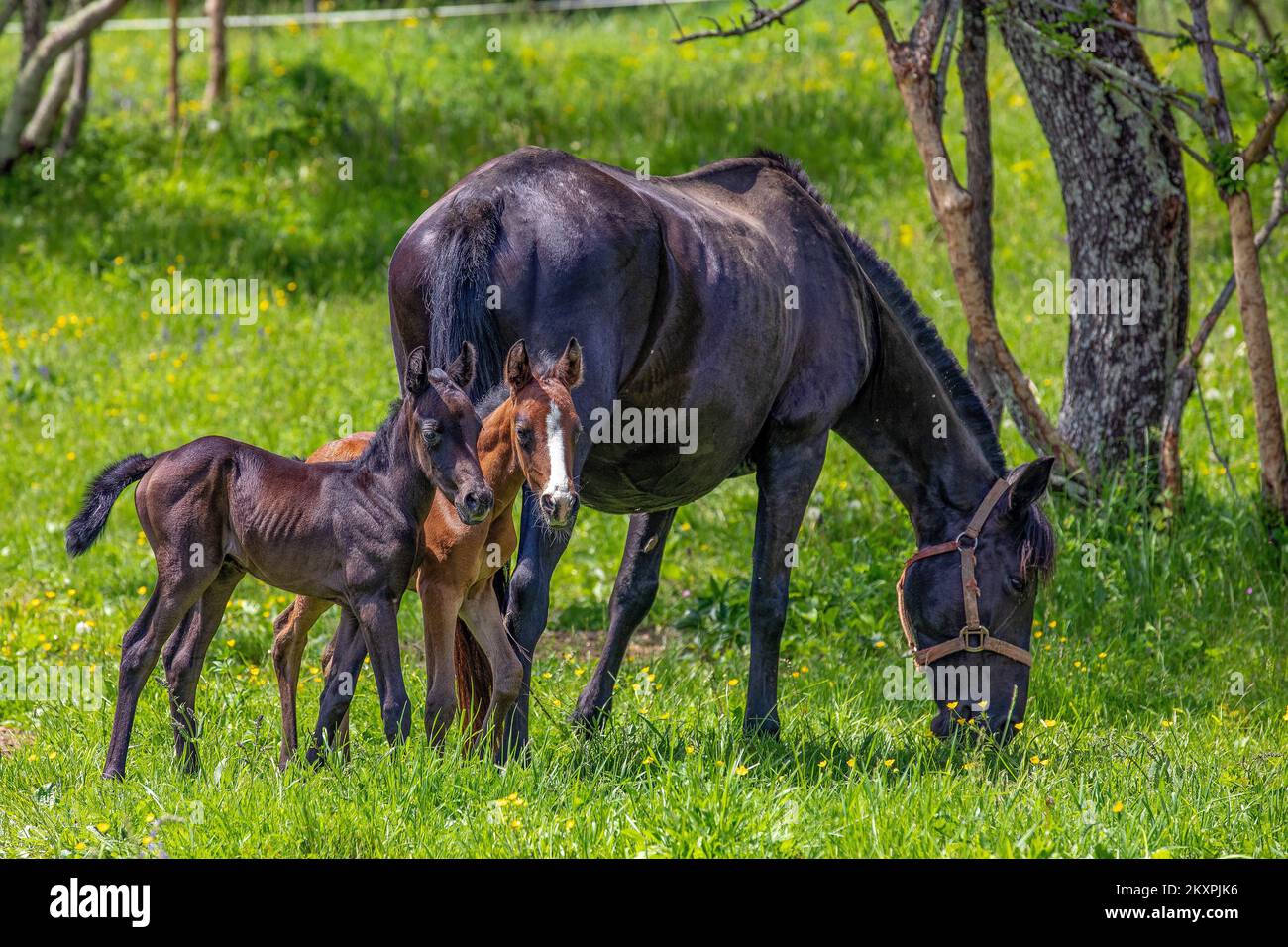 Tiere und mona lisa -Fotos und -Bildmaterial in hoher Auflösung – Alamy