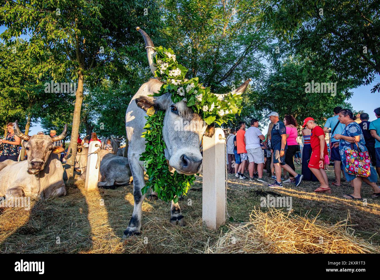 31.07.2021., Kanfanar - U parku istarskog vola U Kanfanaru odrzala se ...