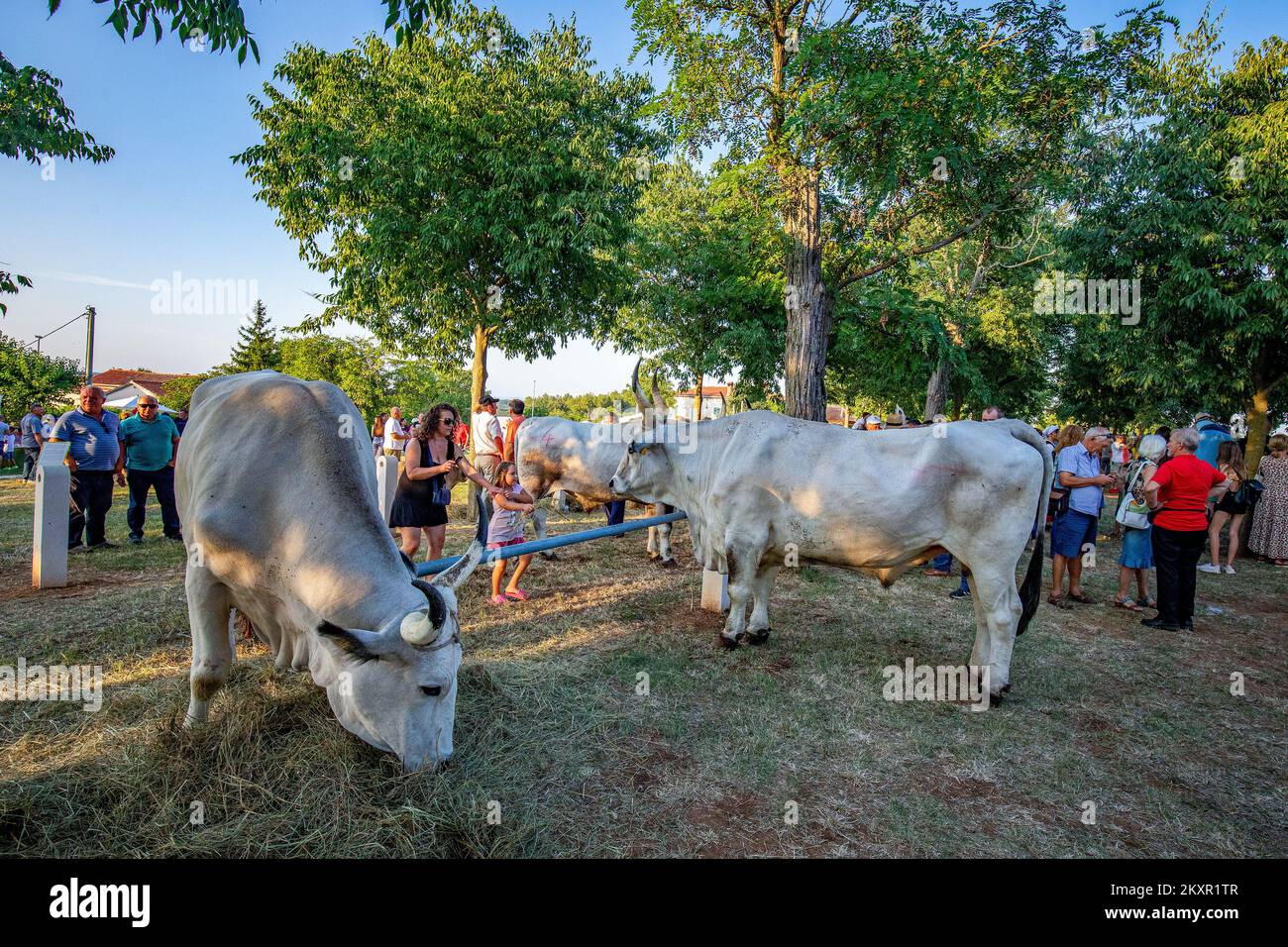 31.07.2021., Kanfanar - U parku istarskog vola U Kanfanaru odrzala se ...