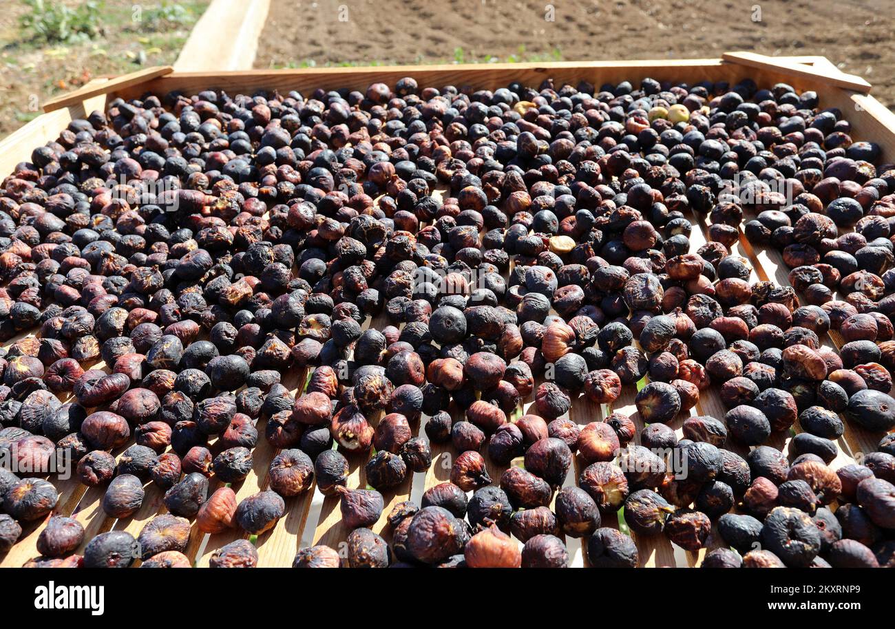 Feigen sind auf dem Bild in Grabastica am 9l. September 2021 zu sehen ...
