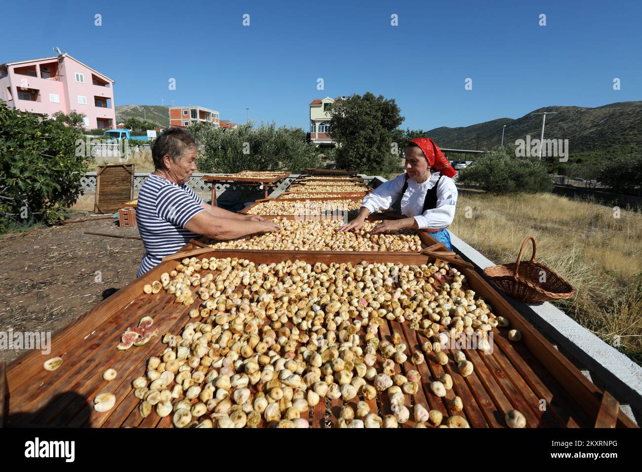 Familienangehörige, die am 9l. September 2021 Feigen auf Grabastica ...