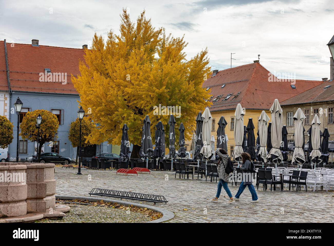Der berühmte Ginkgo-Baum von Osijek und leere Terrassen der Cafés von ...