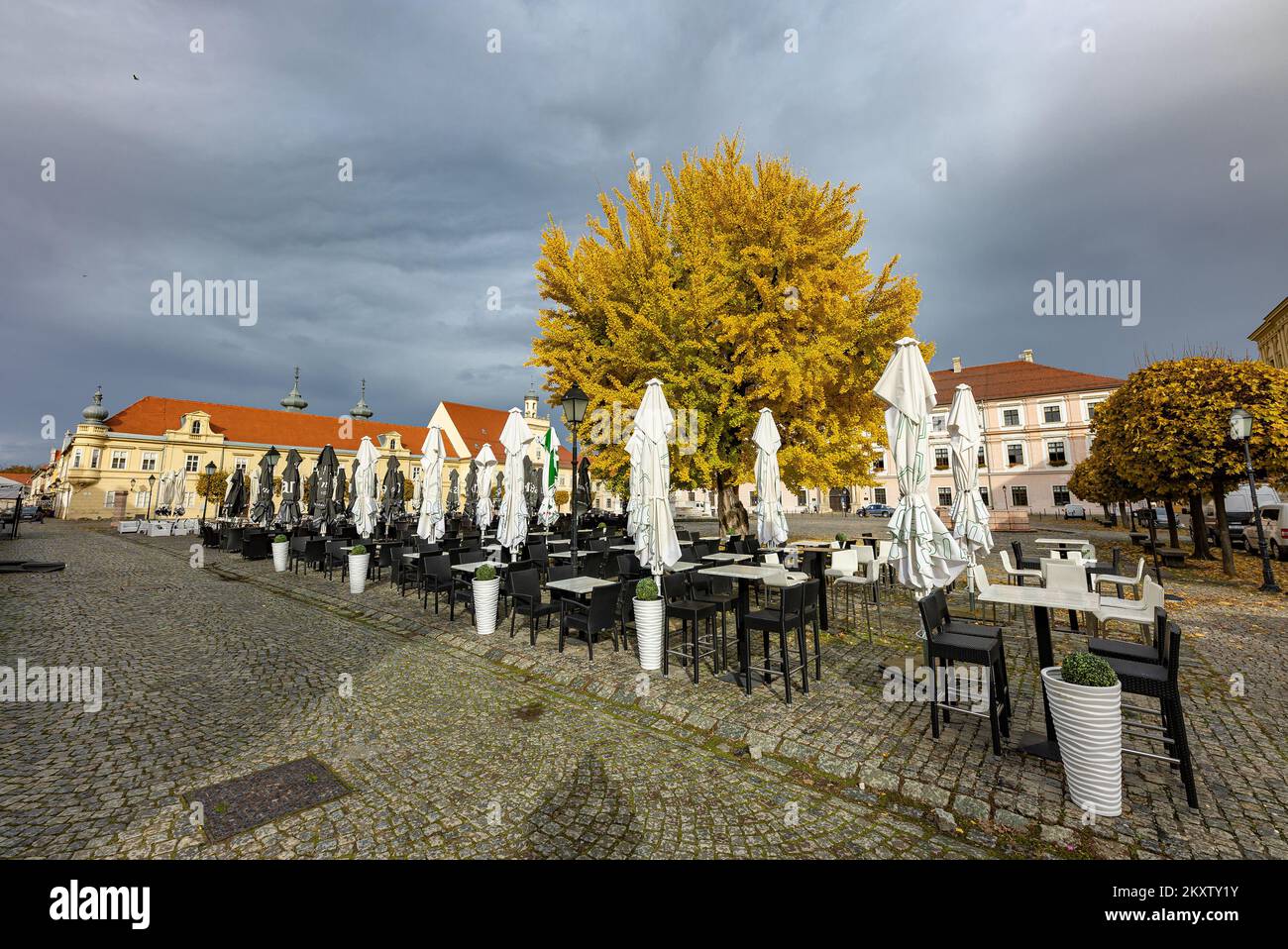 Der berühmte Ginkgo-Baum von Osijek und leere Terrassen der Cafés von ...