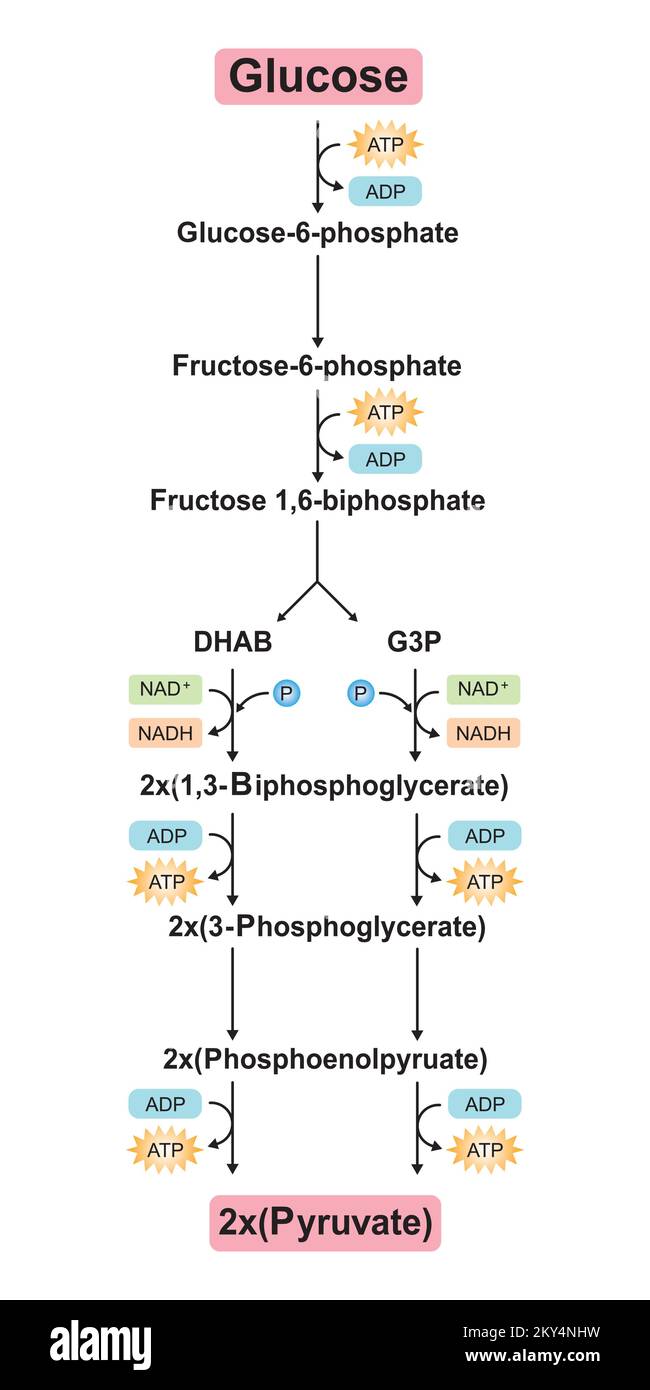 Wissenschaftliche Gestaltung von Glykolyseschritten. Umwandlung von ...