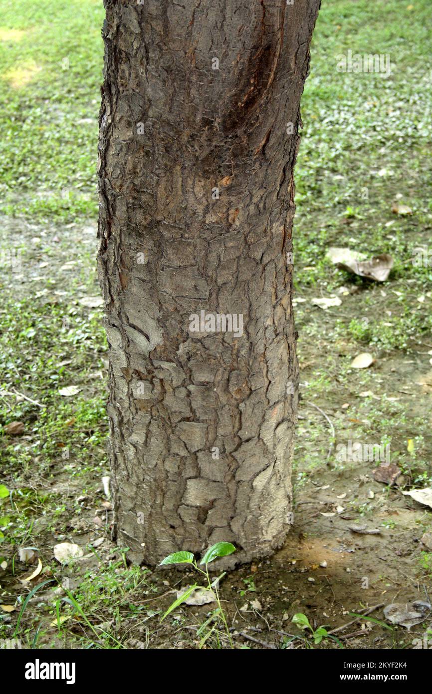 Baumstamm von Indischer Flieder oder Neem (Azadirachta indica) mit ...