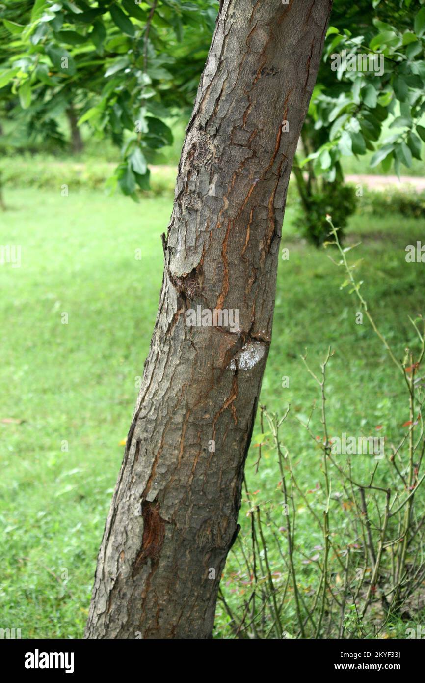 Baumstamm von Indischer Flieder oder Neem (Azadirachta indica) mit ...