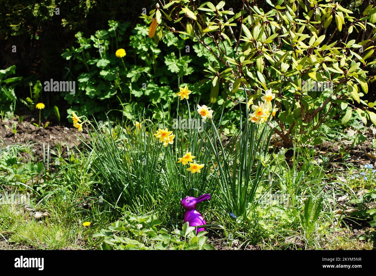 Lila hase -Fotos und -Bildmaterial in hoher Auflösung – Alamy