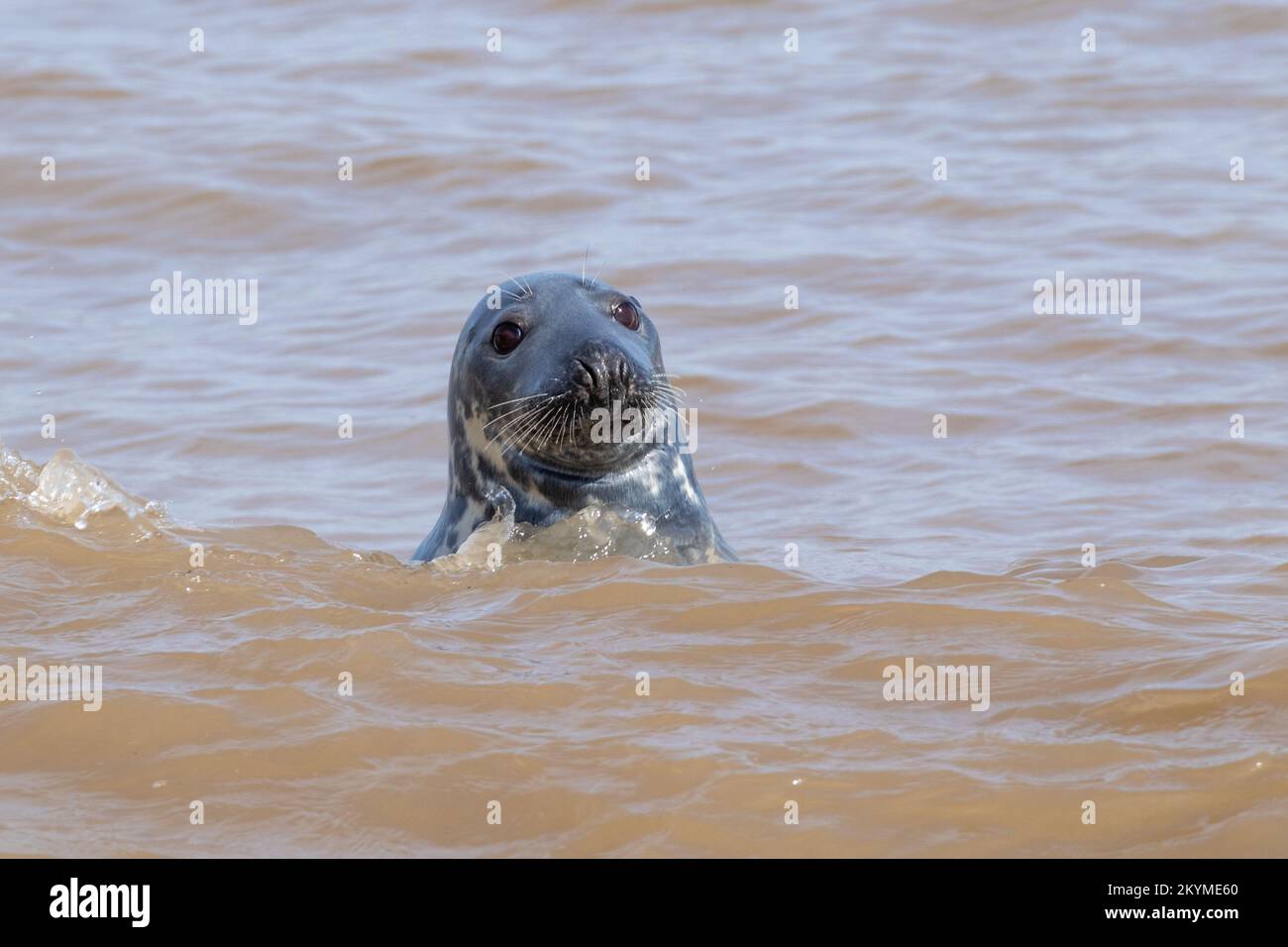 Seerobbe nordsee -Fotos und -Bildmaterial in hoher Auflösung – Alamy