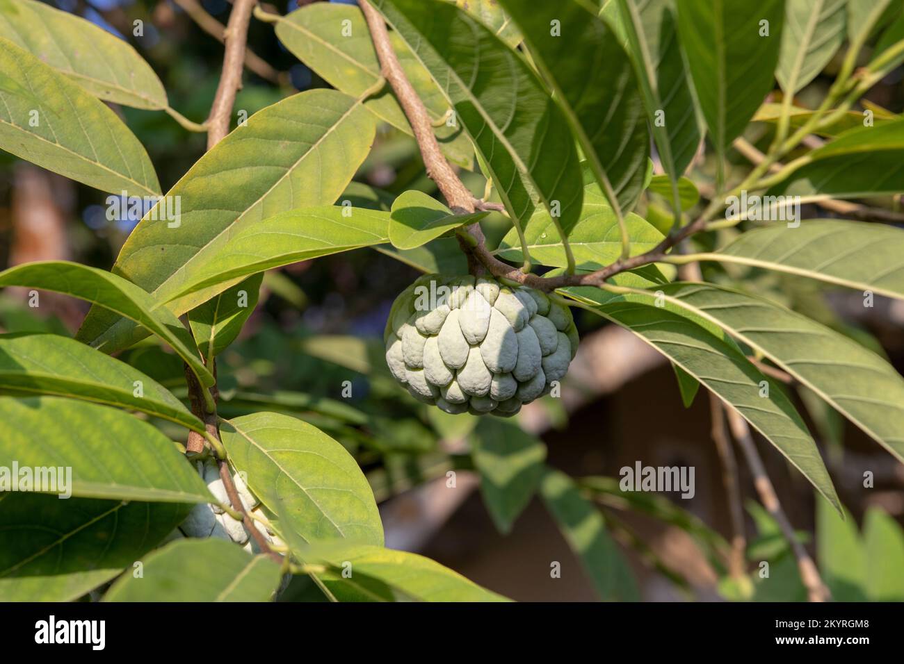 Buah Nona (Annona squamosa), die nicht vom Baum gepflückt wurde ...