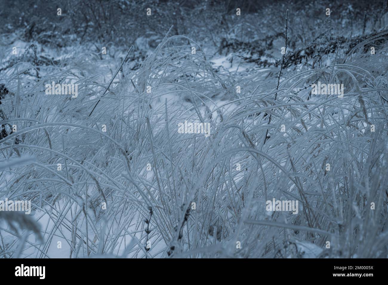 Eisiger Regen im Winter. Eiszapfen auf Zweigen, die durch eisigen Regen ...