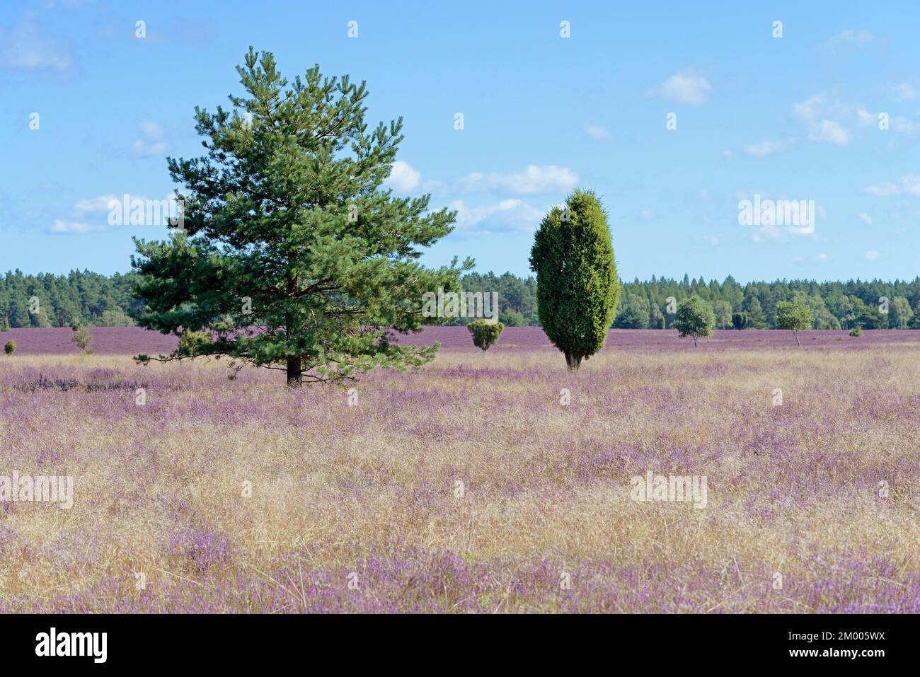 Heideland, ausgedehnte Oberoher Heide, Kiefer (Pinus), Seezunge ...
