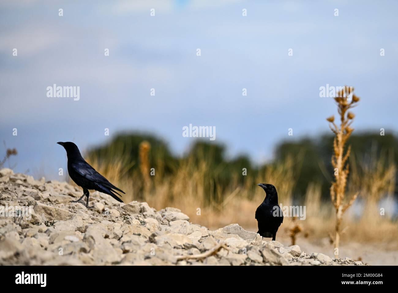 Cuervo grande -Fotos und -Bildmaterial in hoher Auflösung – Alamy