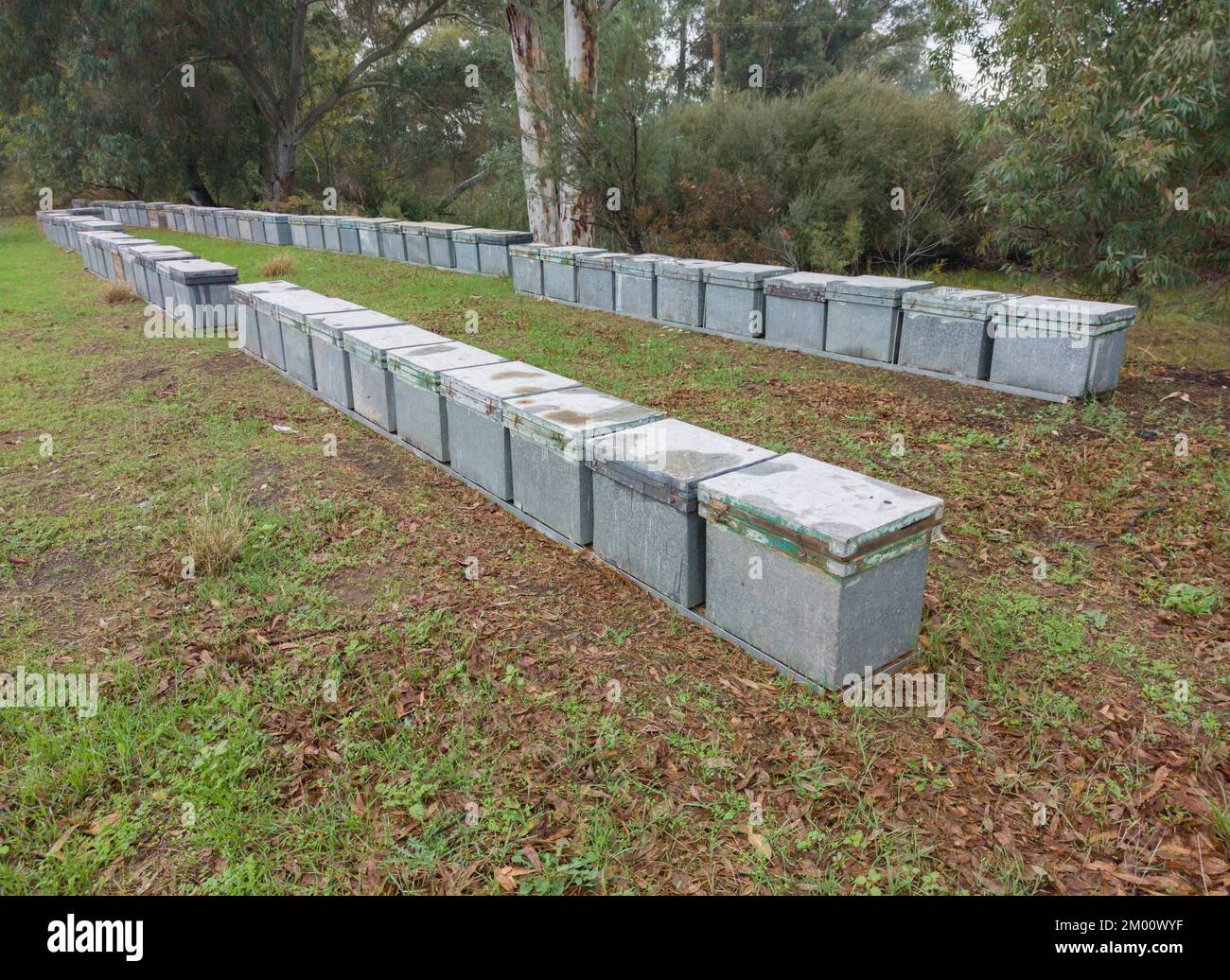 Bienenstöcke in einem Eukalyptuswald. Eukalyptushonig ist einer der am ...