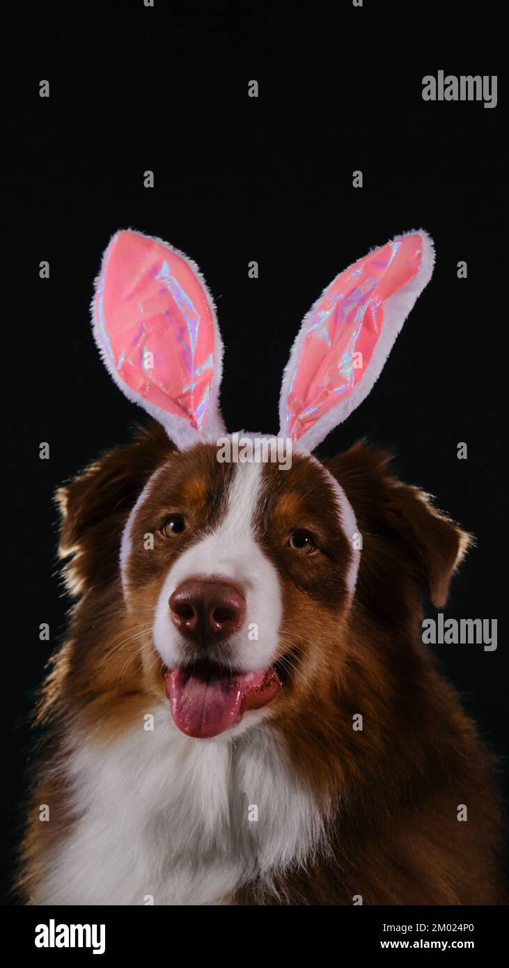 Frohes neues Jahr 2023 Kaninchen. Hund mit pinkfarbenen Hasenohren am ...