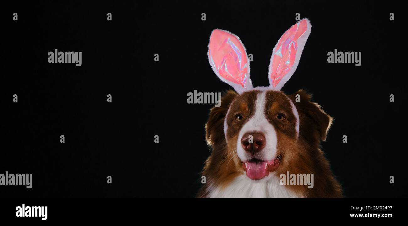 Der Hund trägt rosa Hasenohren. Australian Shepherd verkleidet als ... Der Hund trägt rosa Hasenohren. Australian Shepherd verkleidet als ...