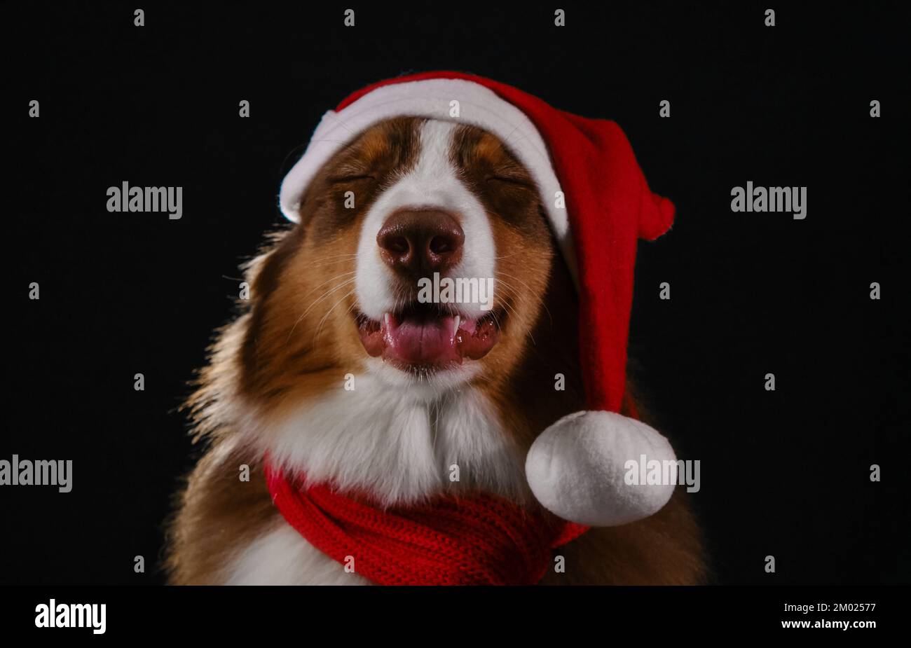Der Hund lächelt, die Zunge ragt heraus und die Augen schließen sich ... Der Hund lächelt, die Zunge ragt heraus und die Augen schließen sich ...