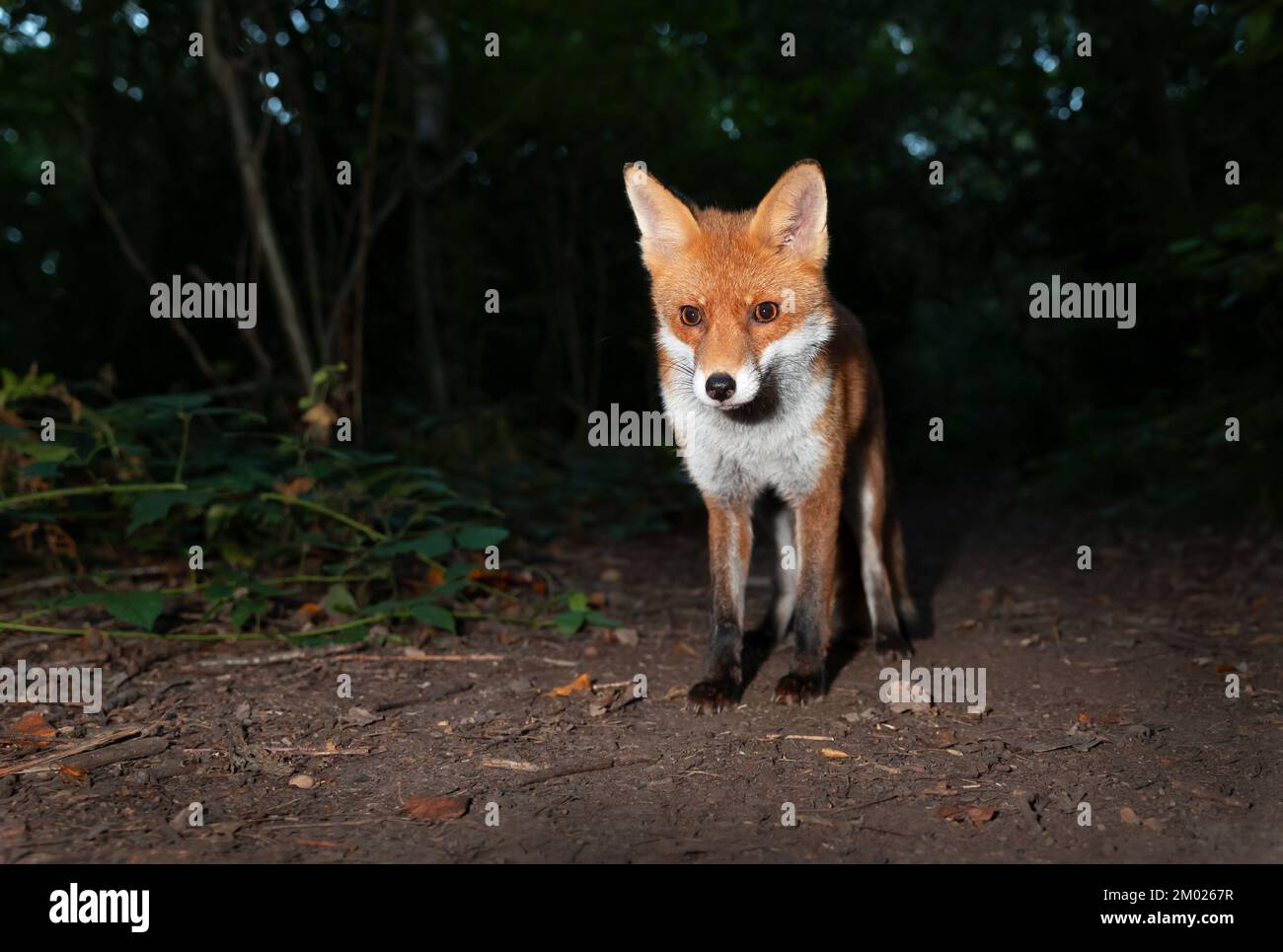 Roter fuchs in der nacht -Fotos und -Bildmaterial in hoher Auflösung ...