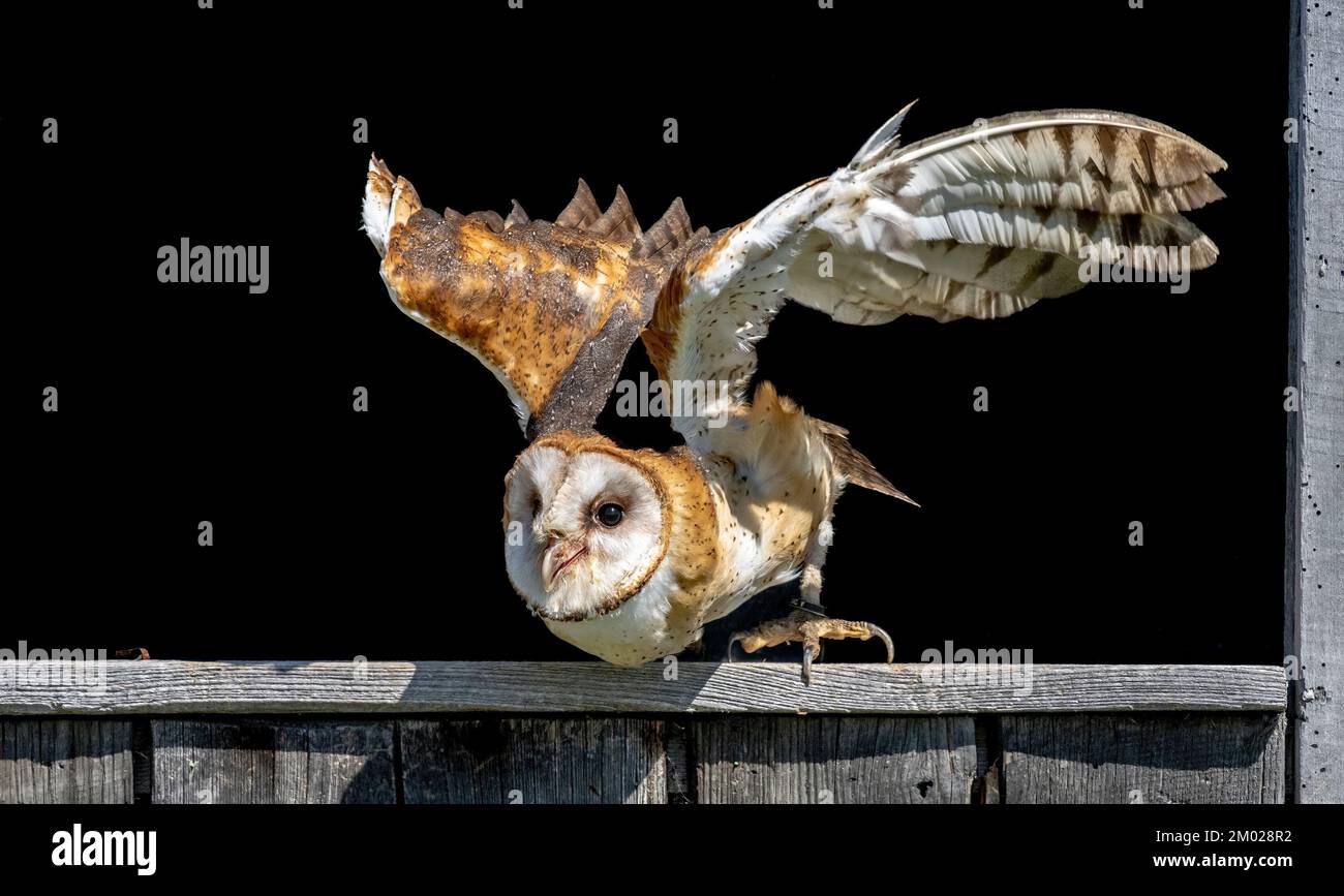 Common barn owl -Fotos und -Bildmaterial in hoher Auflösung – Alamy