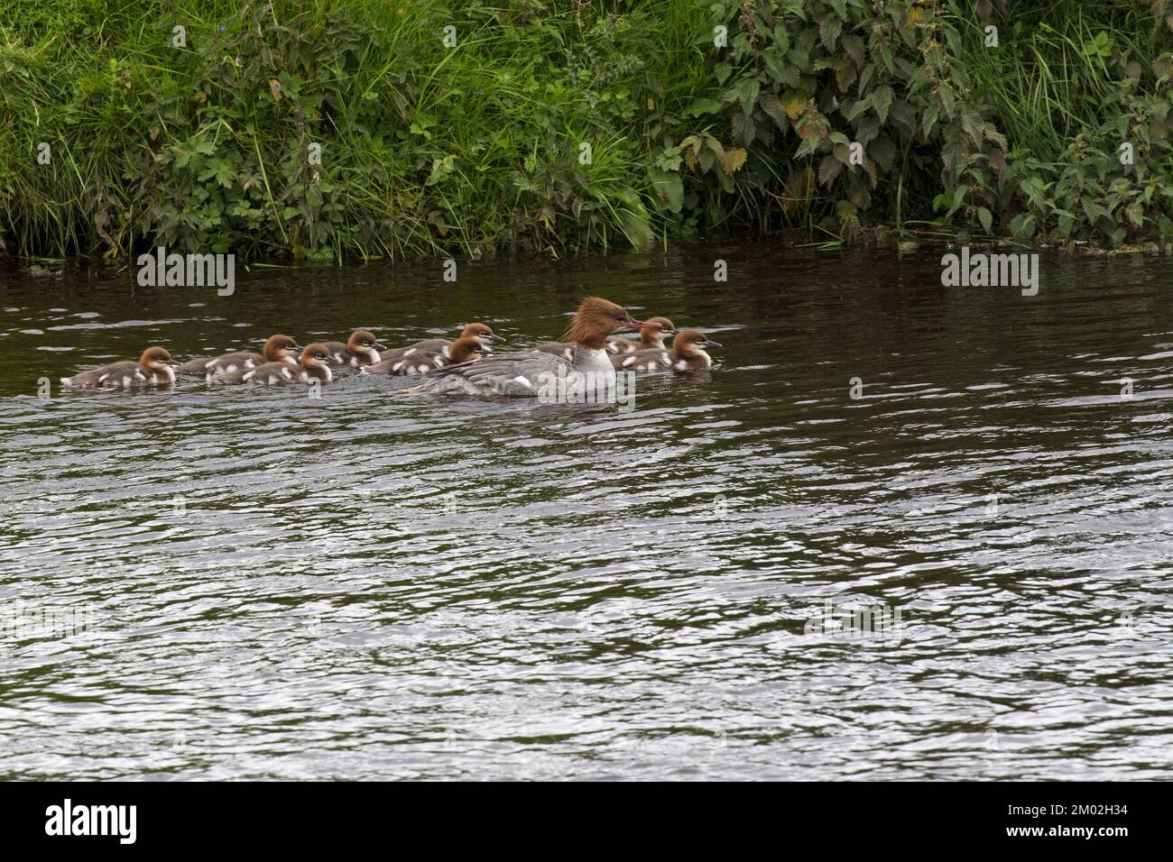 Gänsesäger Mergus Merganser weibliche und Entenküken auf dem Fluß Ure ...