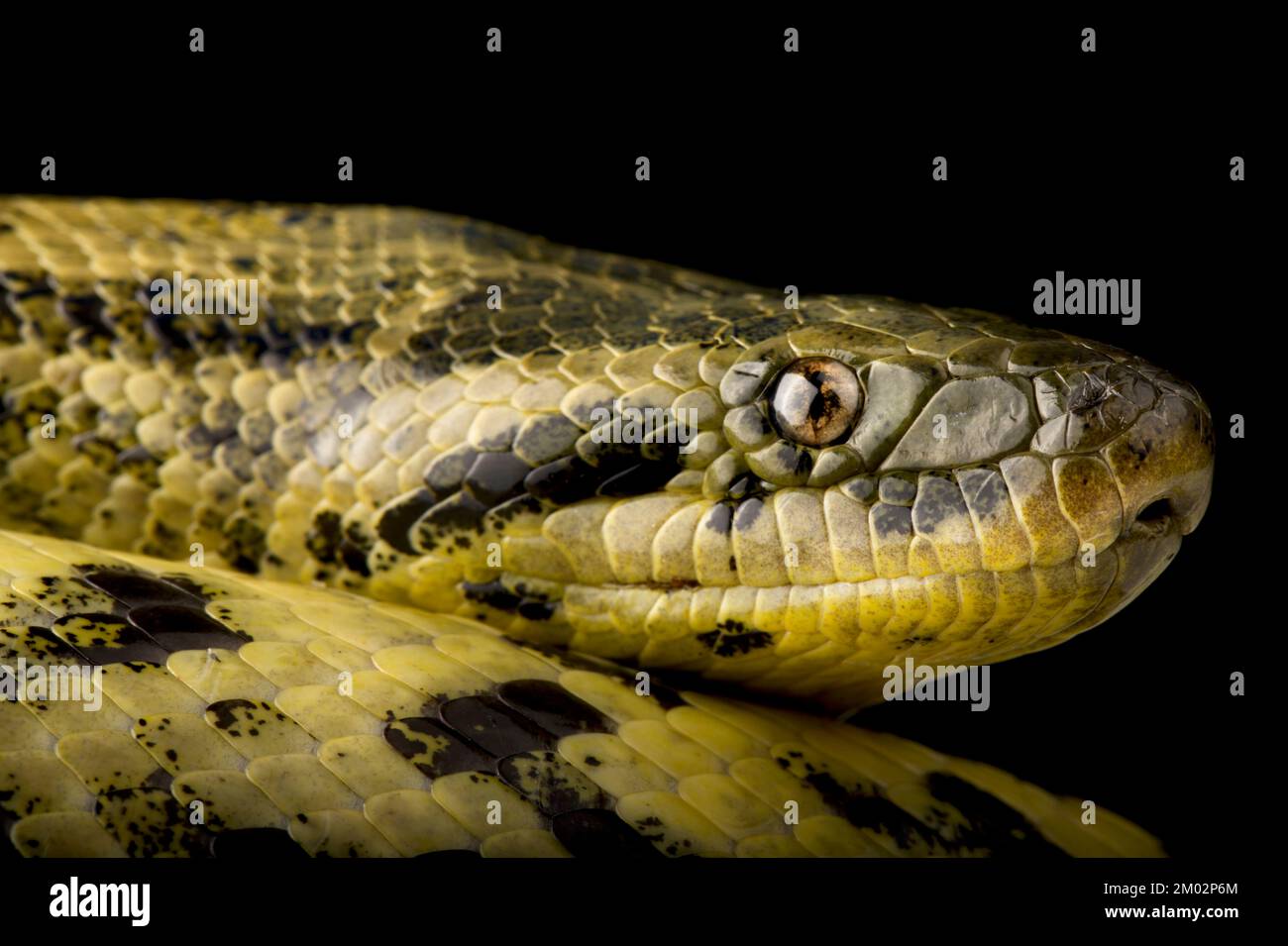 Yellow anaconda -Fotos und -Bildmaterial in hoher Auflösung – Alamy