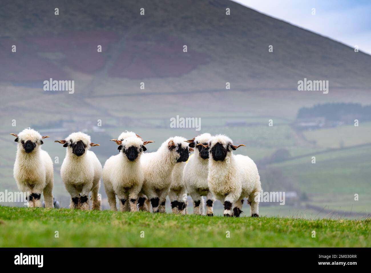 Walliser schwarznasenschaf -Fotos und -Bildmaterial in hoher Auflösung ...