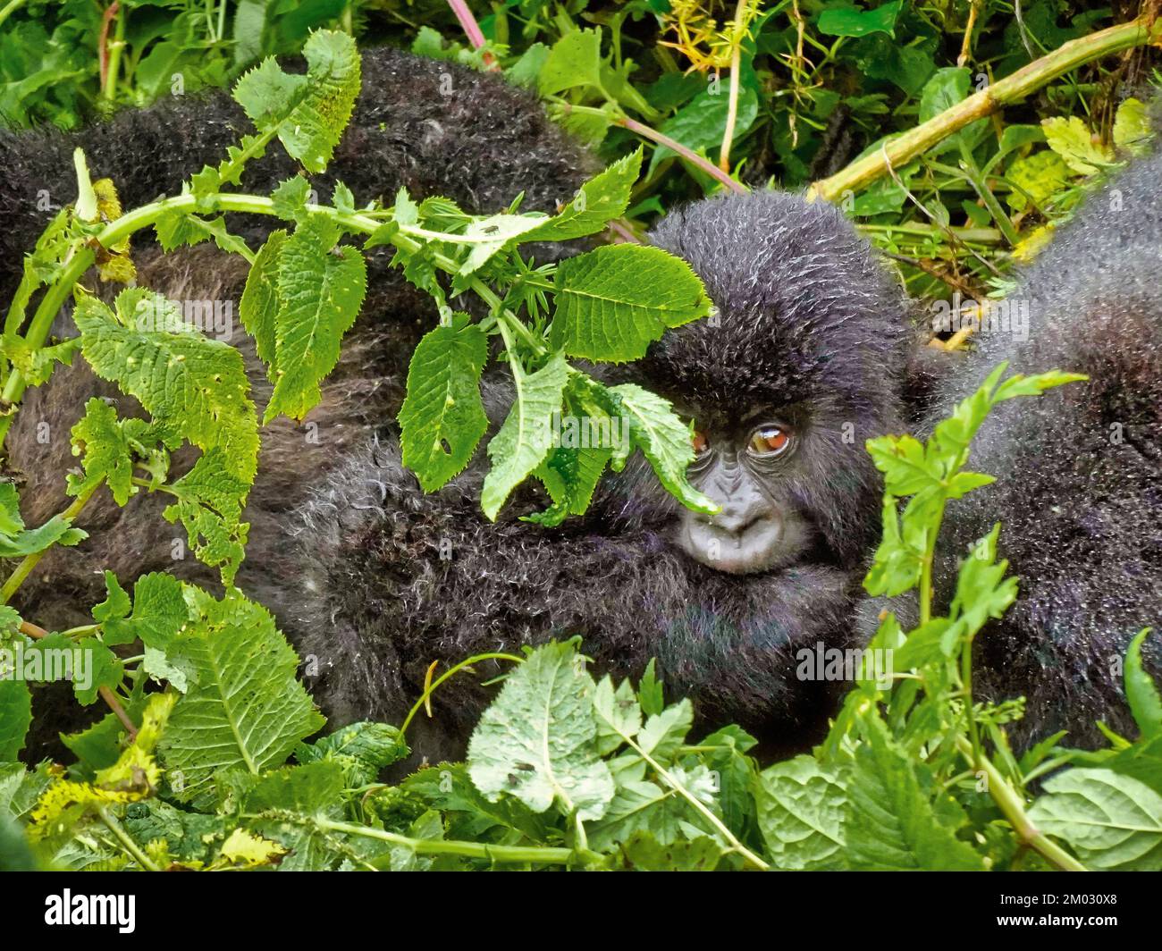 Isimbi familiengruppe -Fotos und -Bildmaterial in hoher Auflösung – Alamy