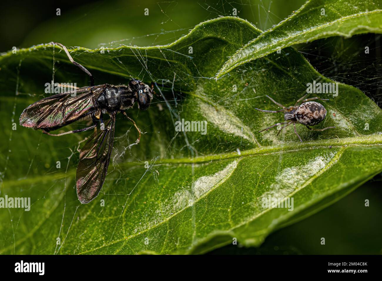 Kleine Meshweaver-Spinne der Familie Dictynidae, die auf einer ...