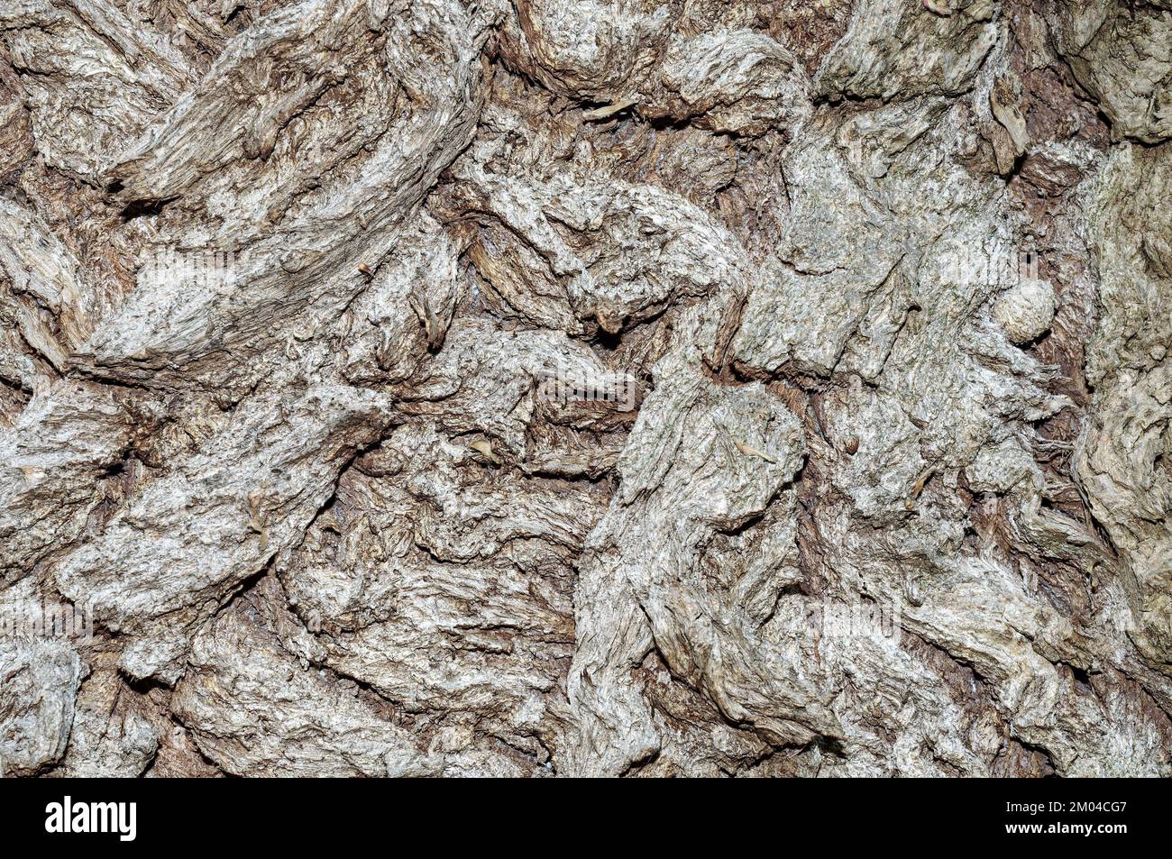 Rinde von schwarzem Pappelbaum (Populus nigra), Rheinland, Deutschland ...