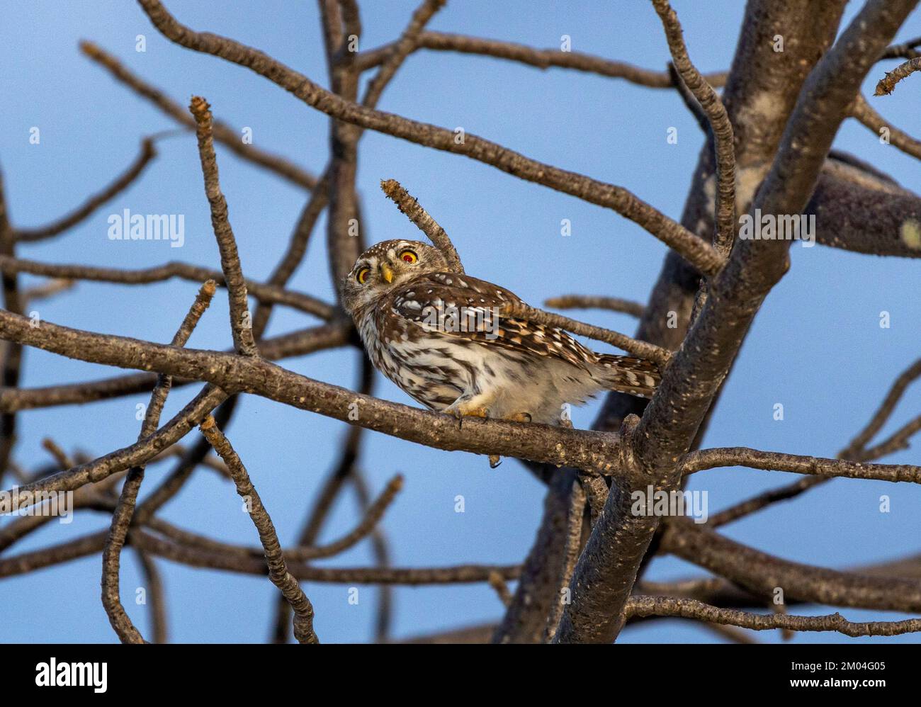 Die Perlenfleckenaute Owlet mag klein sein, aber sie sind schillernde ...
