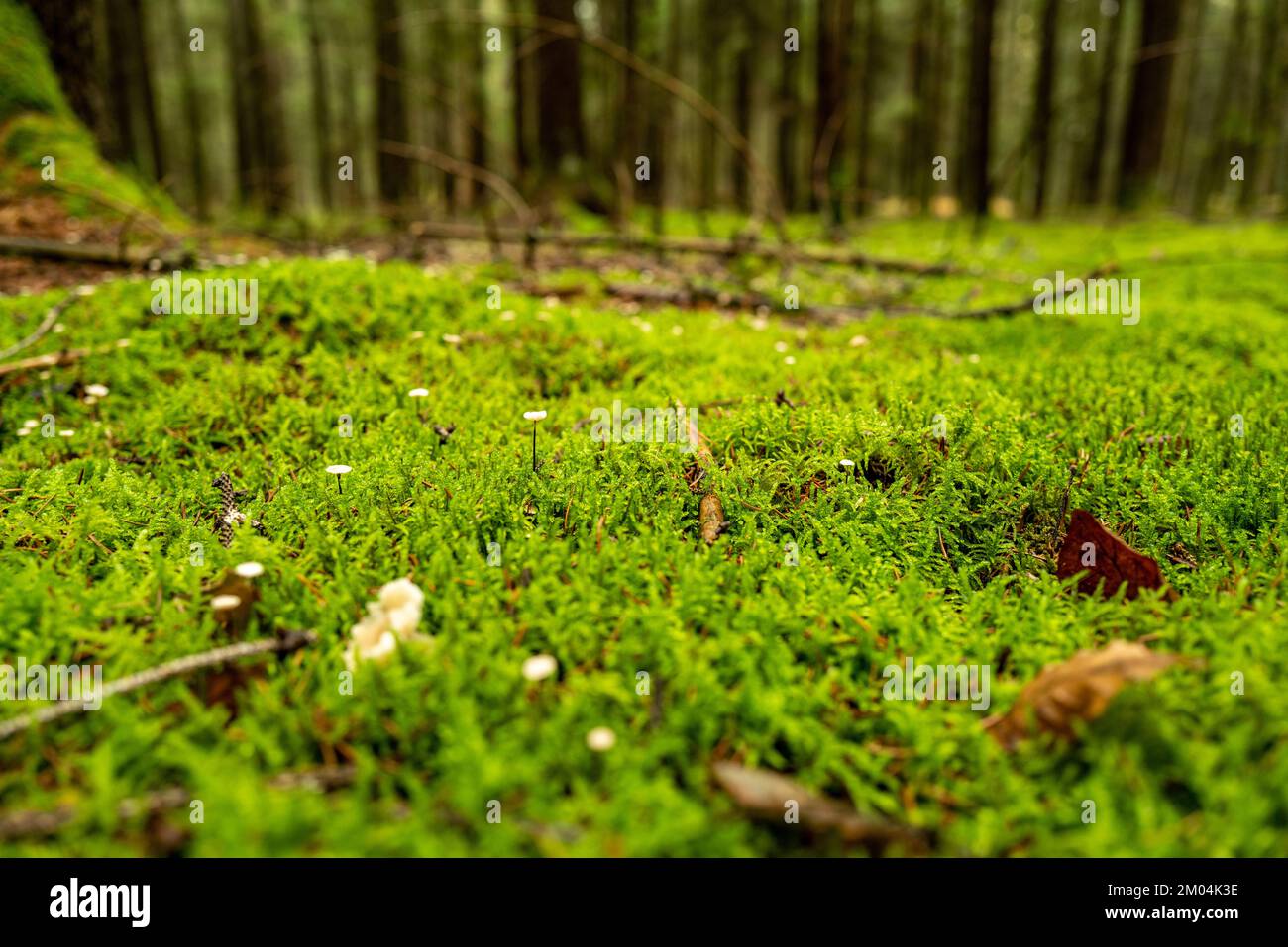 Moosbewachsener waldboden -Fotos und -Bildmaterial in hoher Auflösung ...